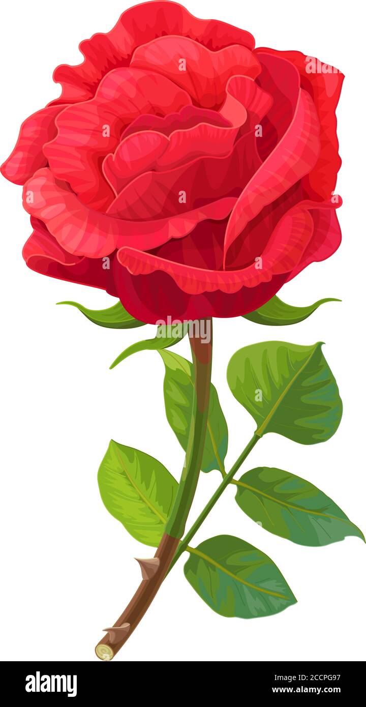 vector realistic clip art vintage rose flower Stock Vector Image & Art ...