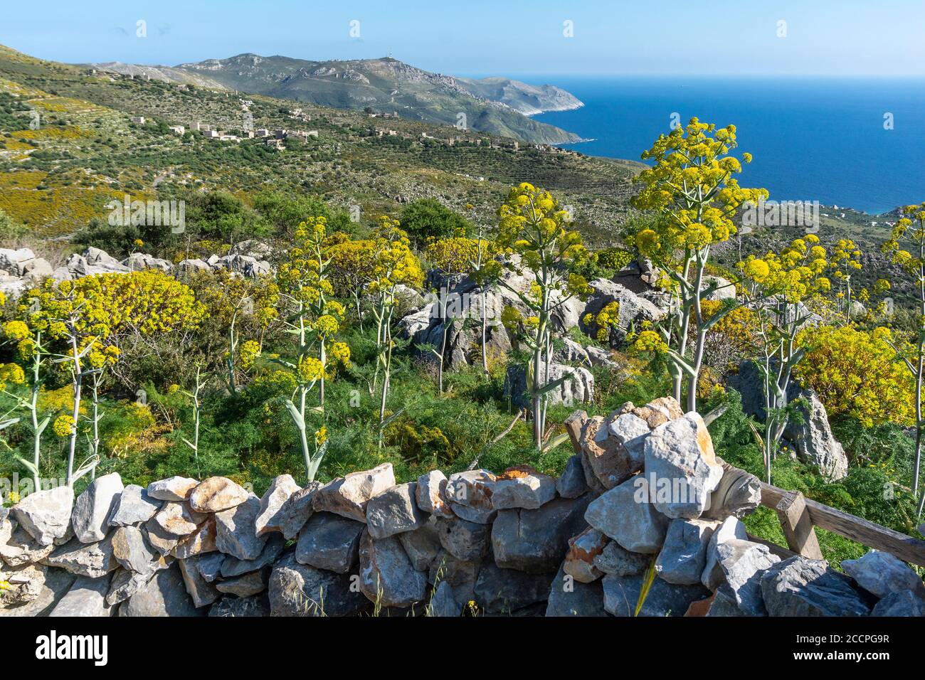 Wildflowers and dry stone walls in the Deep Mani near Alika with Cape ...