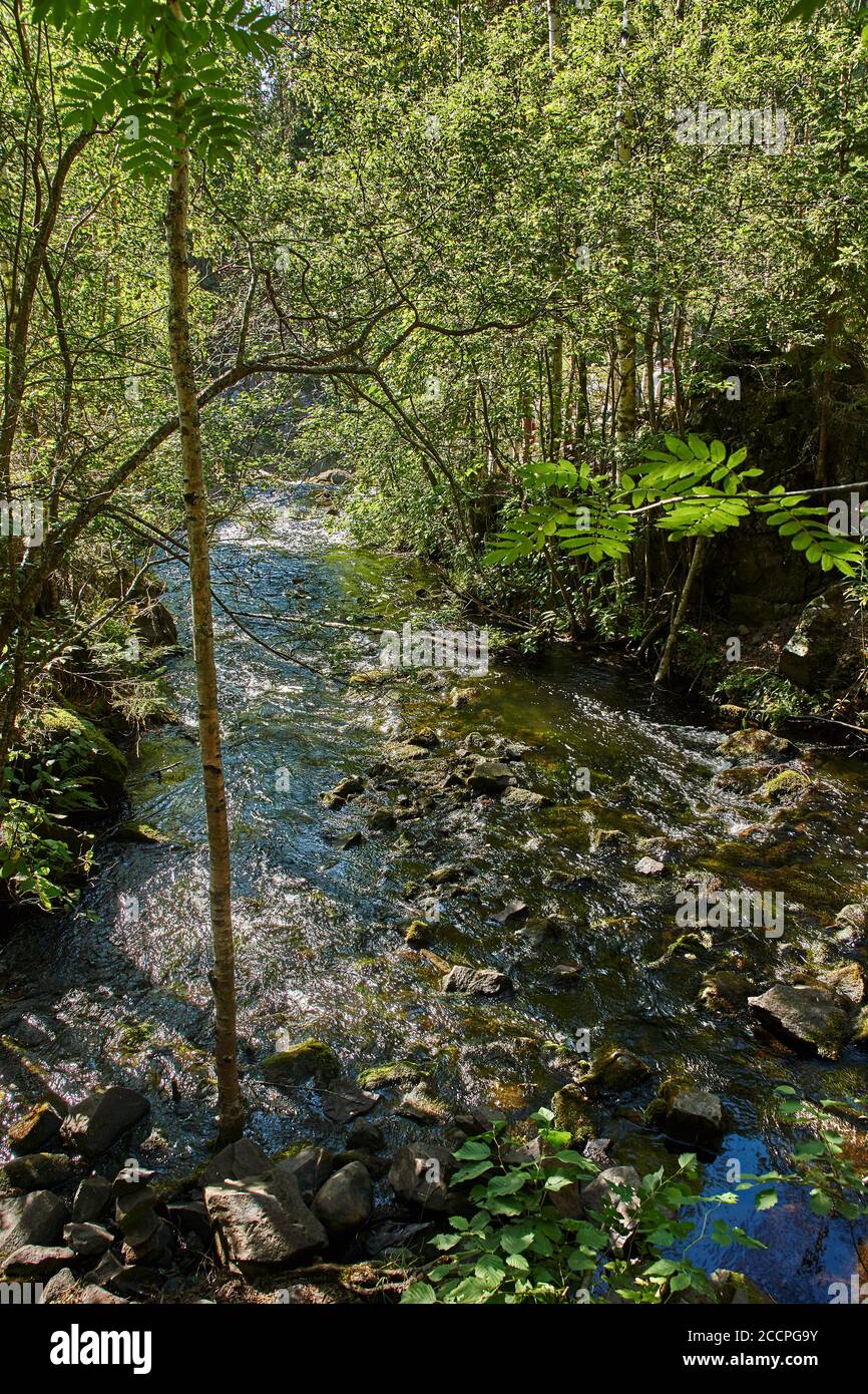 Individual birch trees hi-res stock photography and images - Alamy
