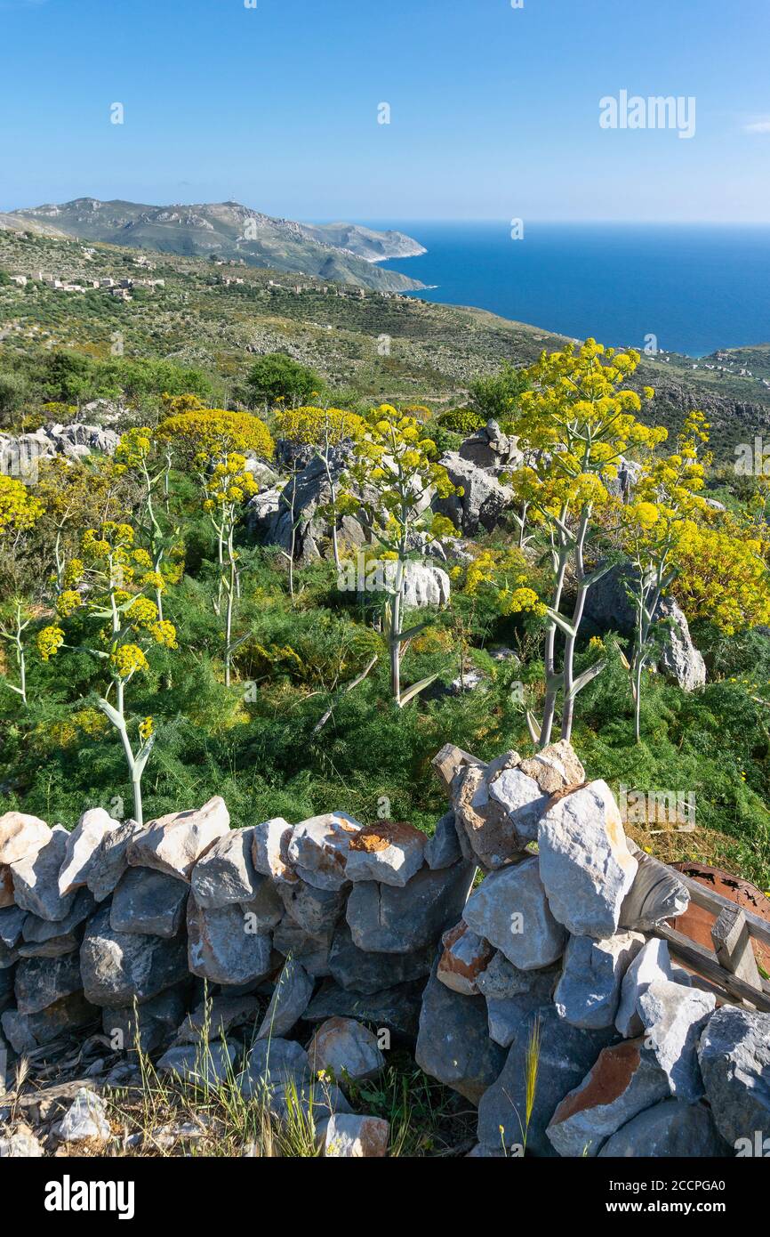 Wildflowers and dry stone walls in the Deep Mani near Alika with Cape ...