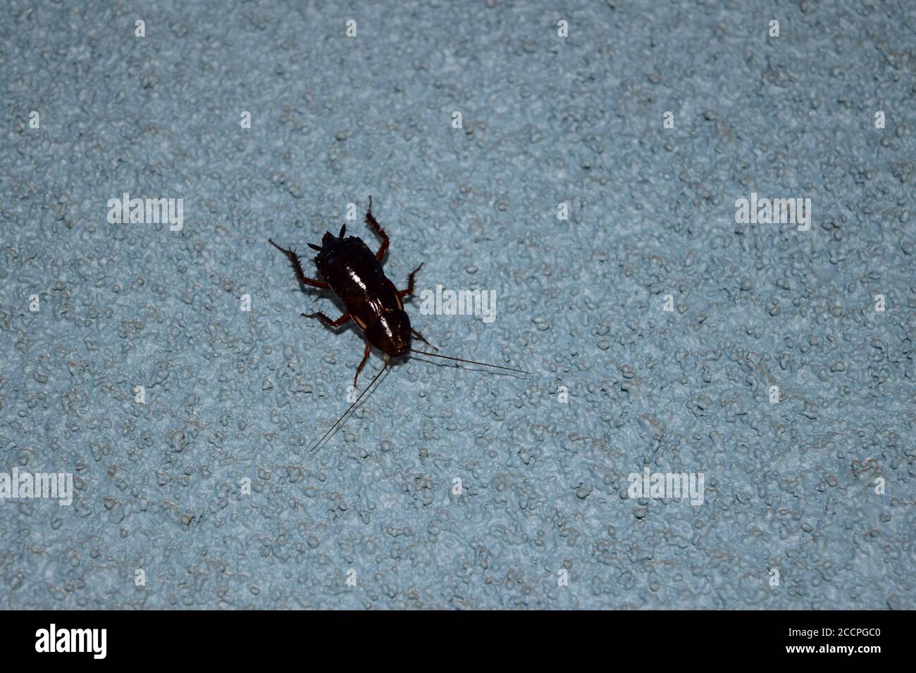 Cockroach Photos High Resolution Stock Photography and Images - Alamy