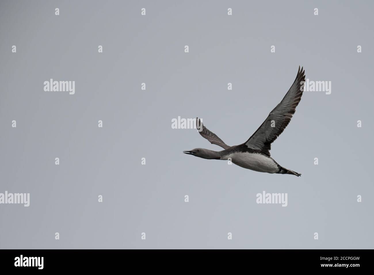 Red throated diver in flight , Shetland Island, Fetlar, UK, Loon Stock ...