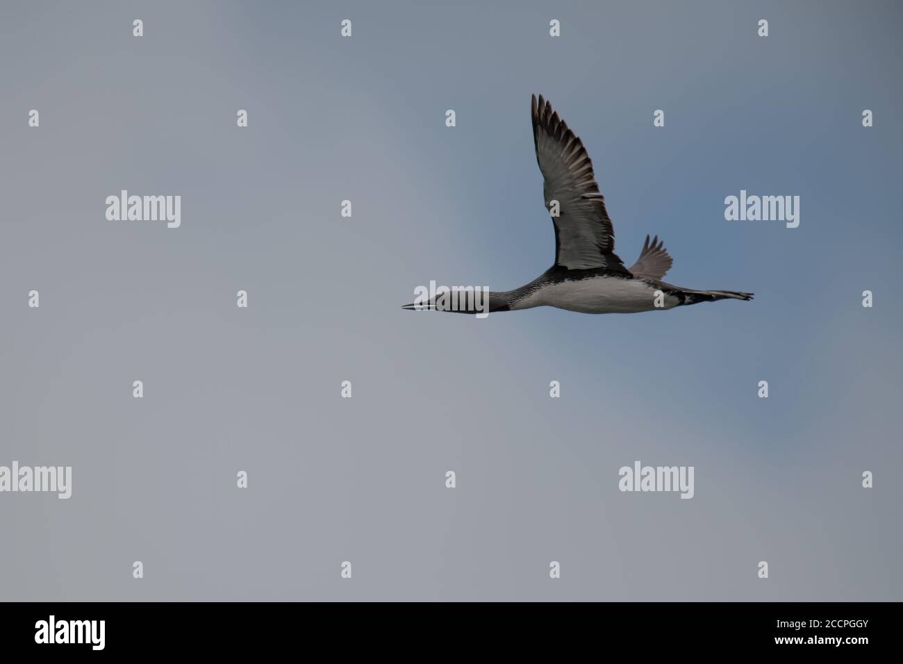 Red throated diver in flight , Shetland Island, Fetlar, UK, Loon Stock ...
