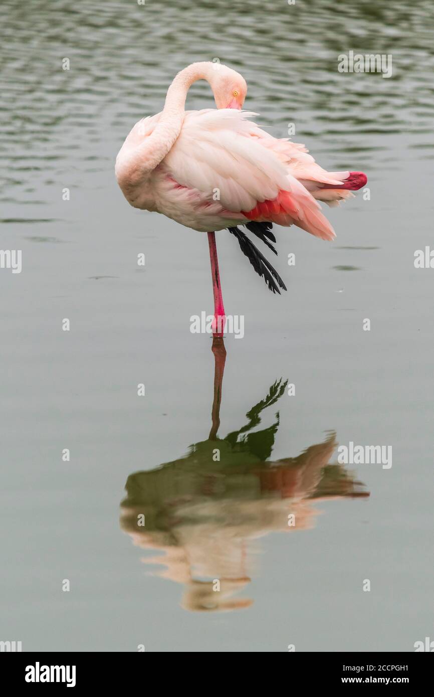 Closeup of Flamingo sleeping/resting in the Camargue , France Stock ...