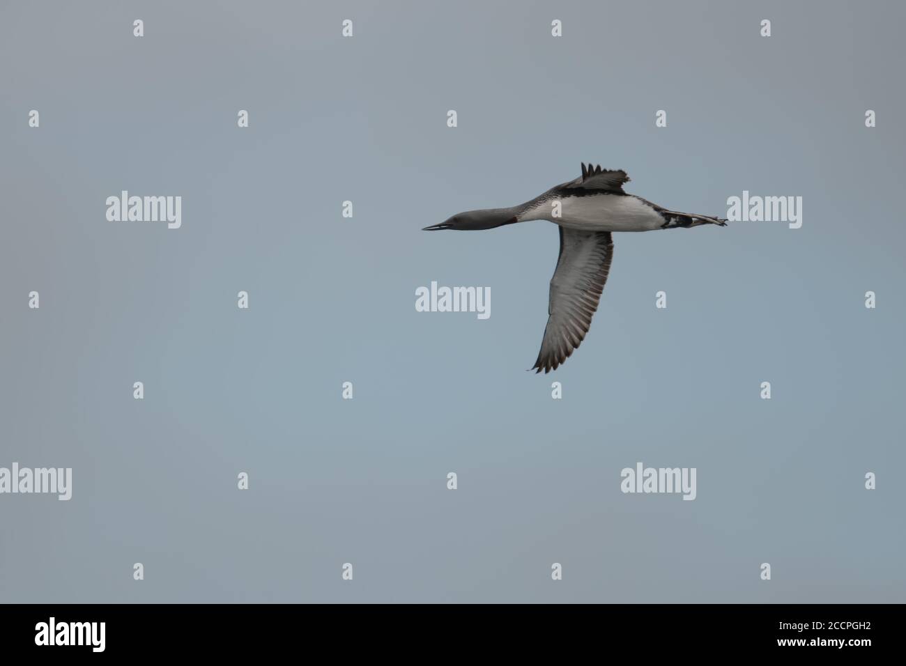 Red throated diver in flight , Shetland Island, Fetlar, UK, Loon Stock ...