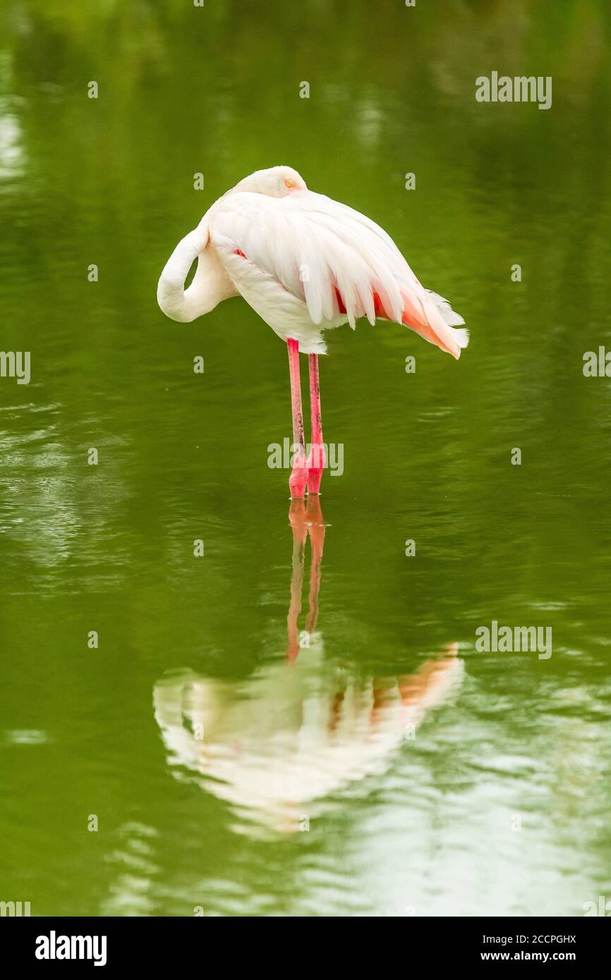 Closeup of Flamingo sleeping/resting in the Camargue , France Stock ...