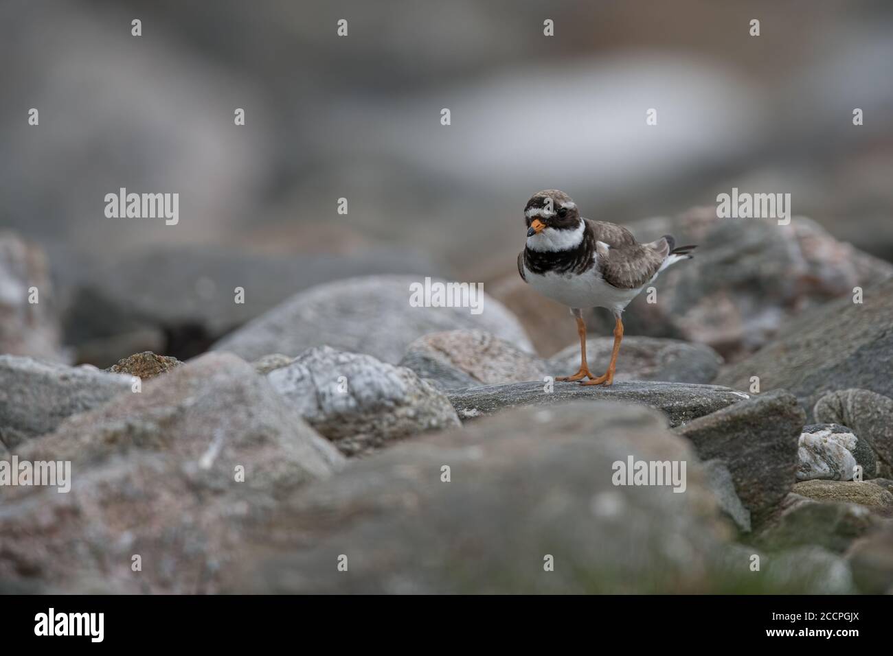 Common Ringed Plover in coastal area, Shetland Island,UK, Charadrius ...