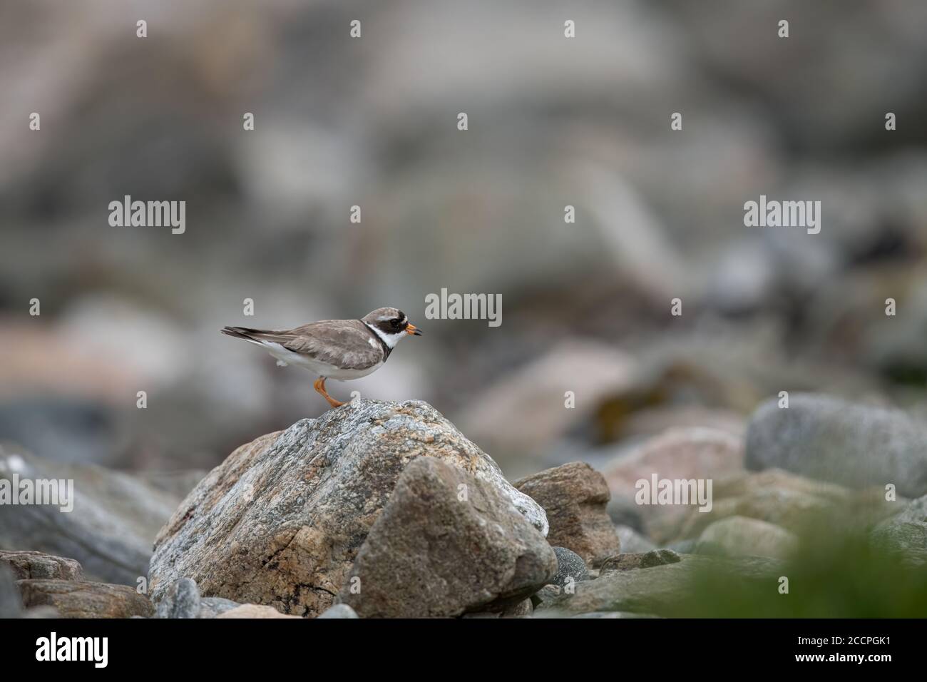 Common Ringed Plover in coastal area, Shetland Island,UK, Charadrius ...