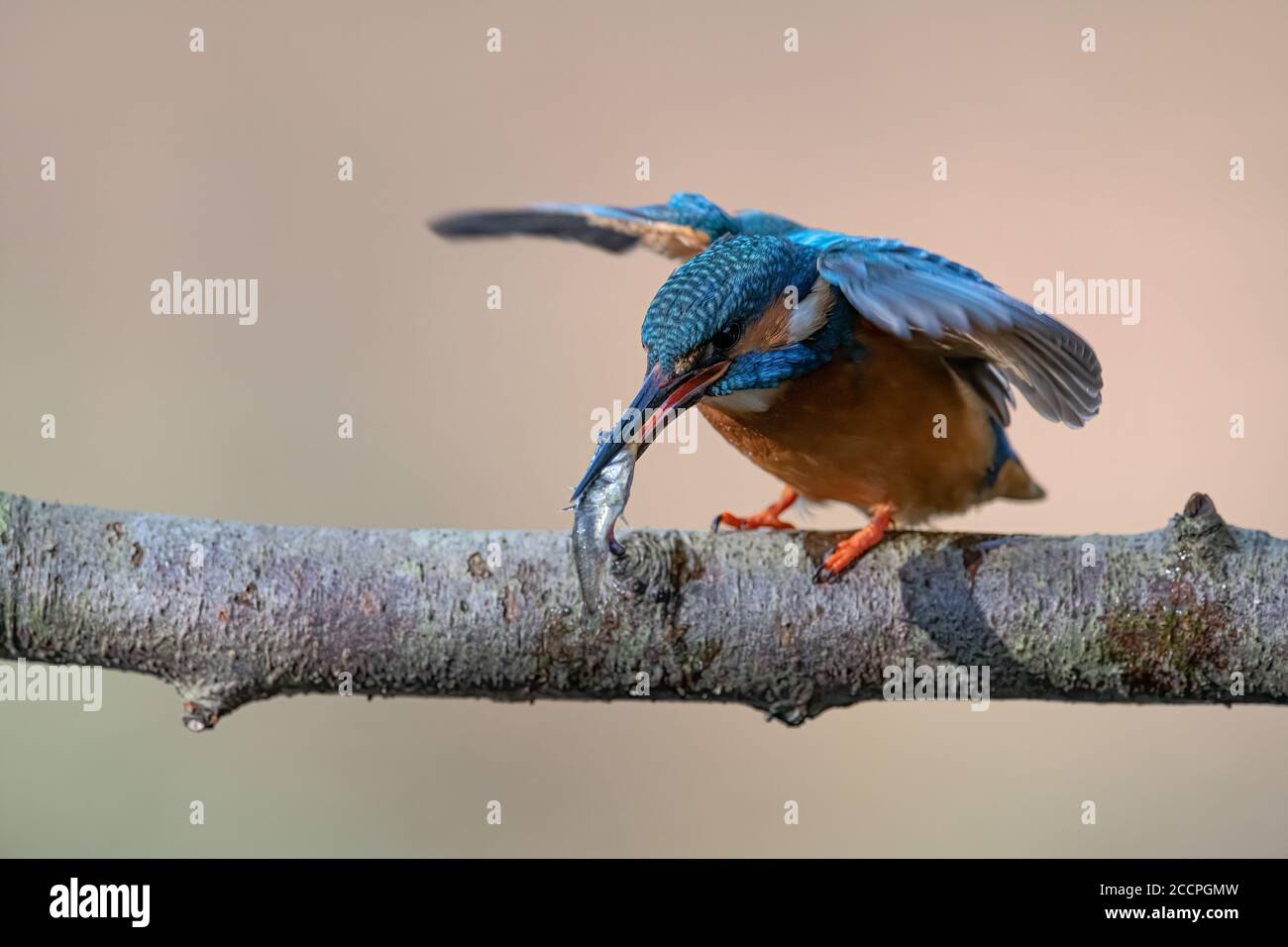 Kingfisher wings hi-res stock photography and images - Alamy