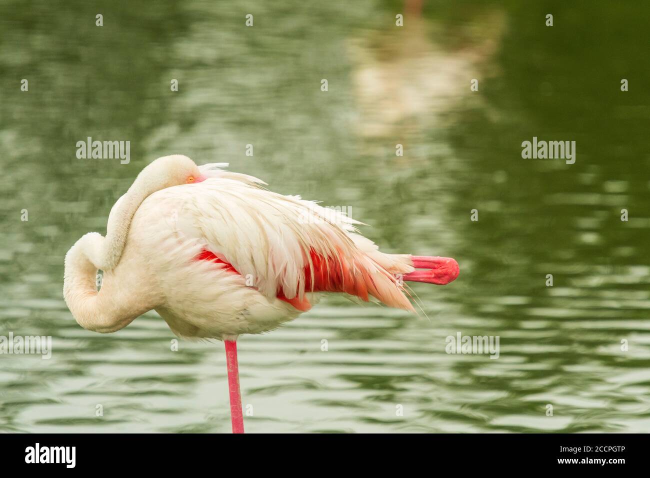 Flamingo Sleeping High Resolution Stock Photography and Images - Alamy