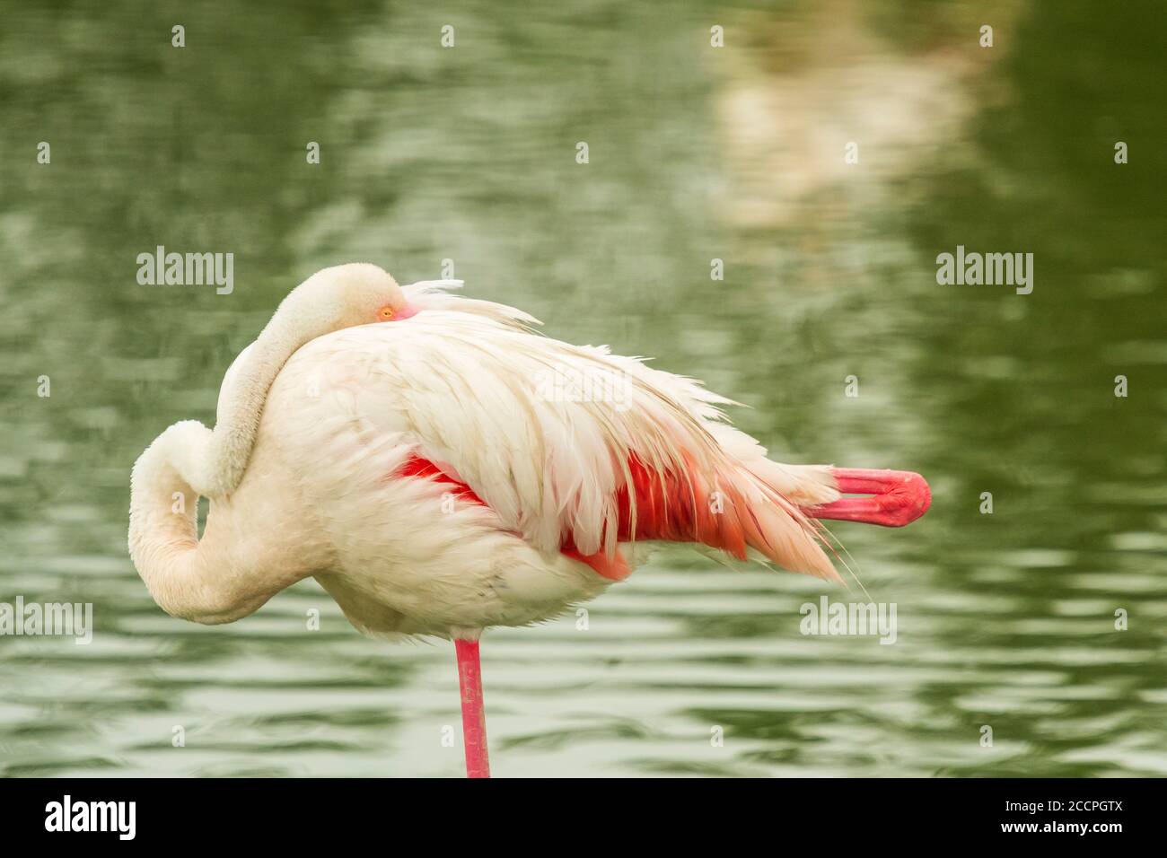 Closeup of Flamingo sleeping/resting in the Camargue , France Stock ...