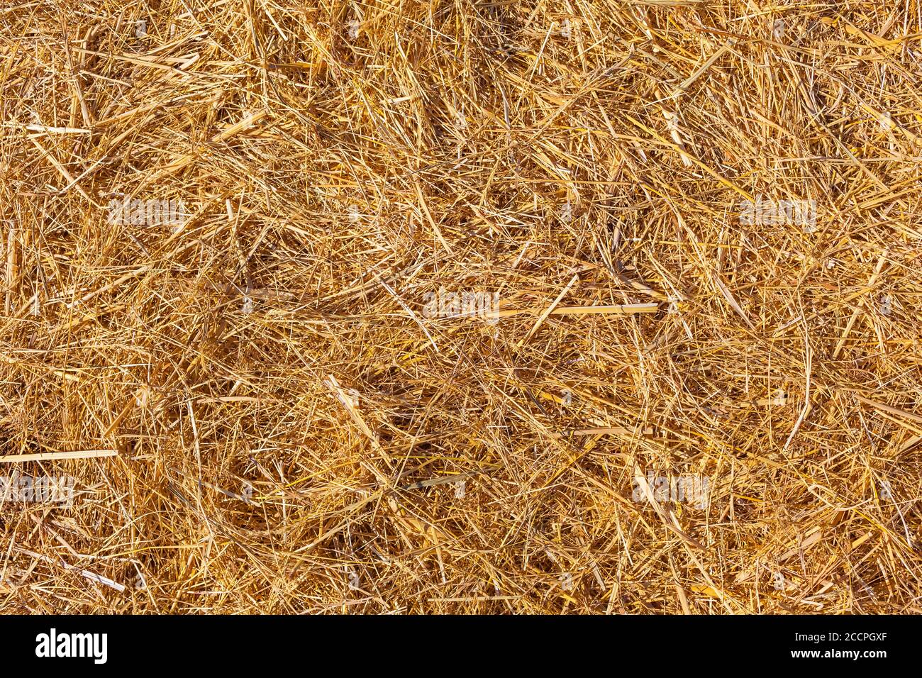 Dry golden straw stalks background Stock Photo - Alamy