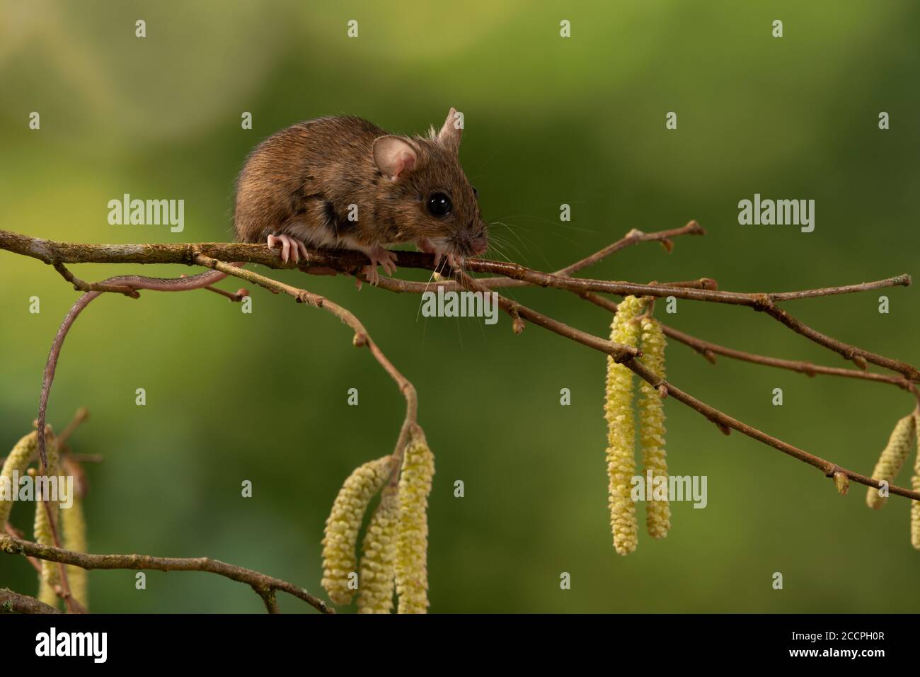 Wildlife mouse hi-res stock photography and images - Alamy