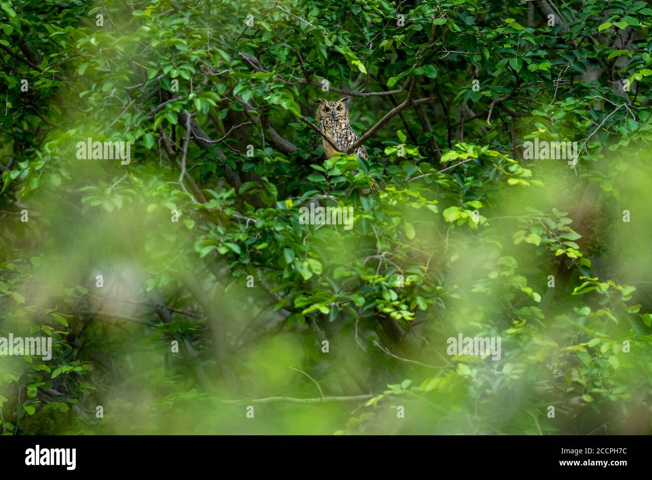 Indian eagle owl or rock eagle owl or Bengal eagle-owl or large horned ...