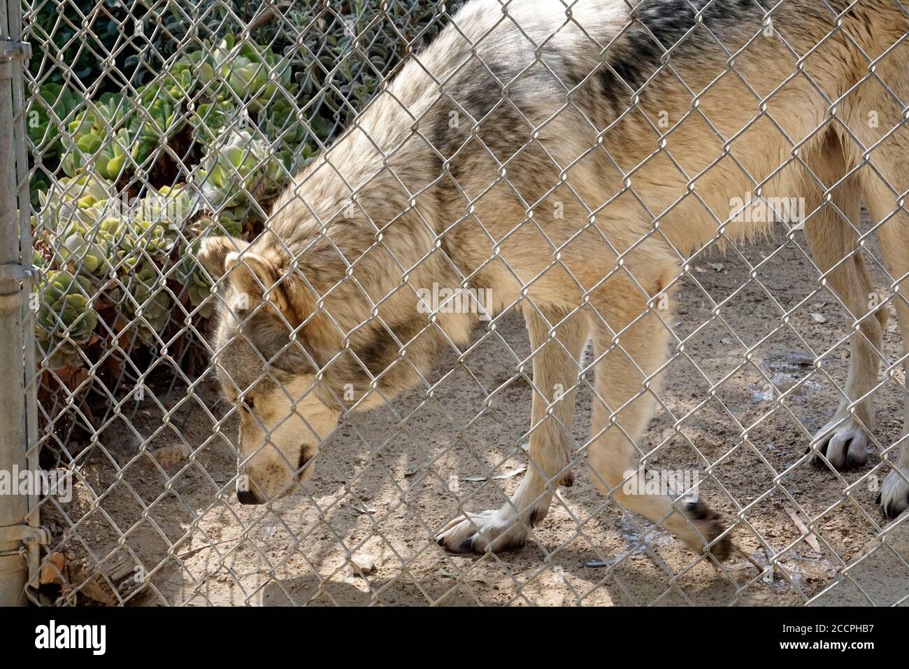 LOS ANGELES - AUG 17: Wolf at the Meet the Newest Residents - Wolves ...