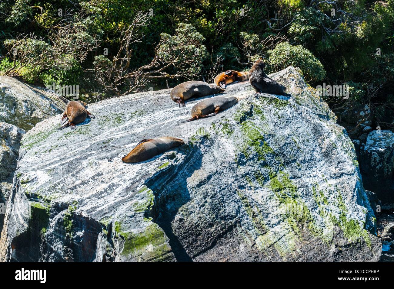 Sunbathe animals hi-res stock photography and images - Alamy