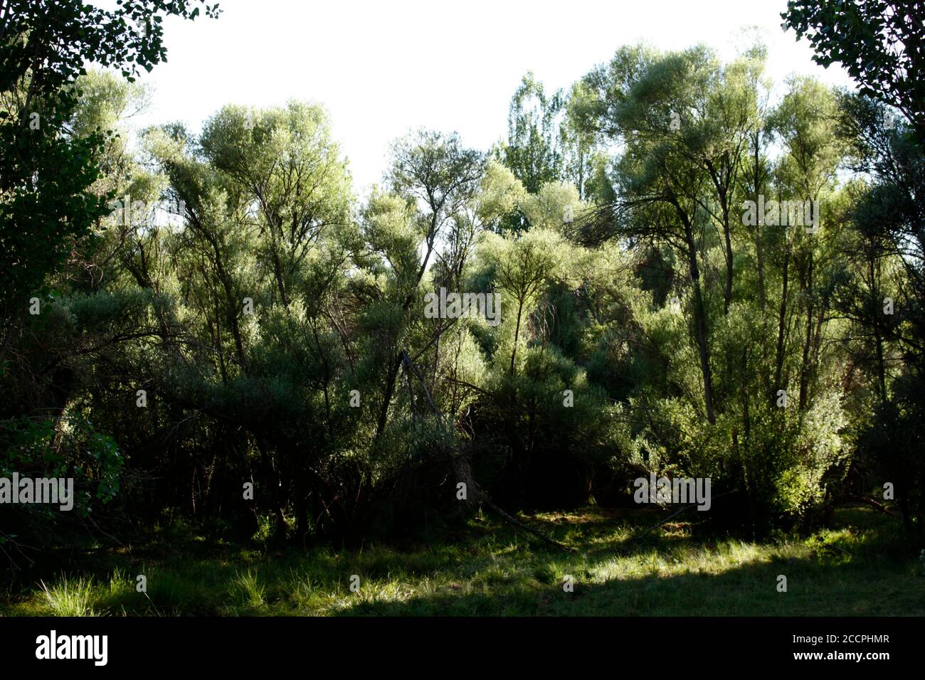 Willow tree. Nature background texture Stock Photo - Alamy