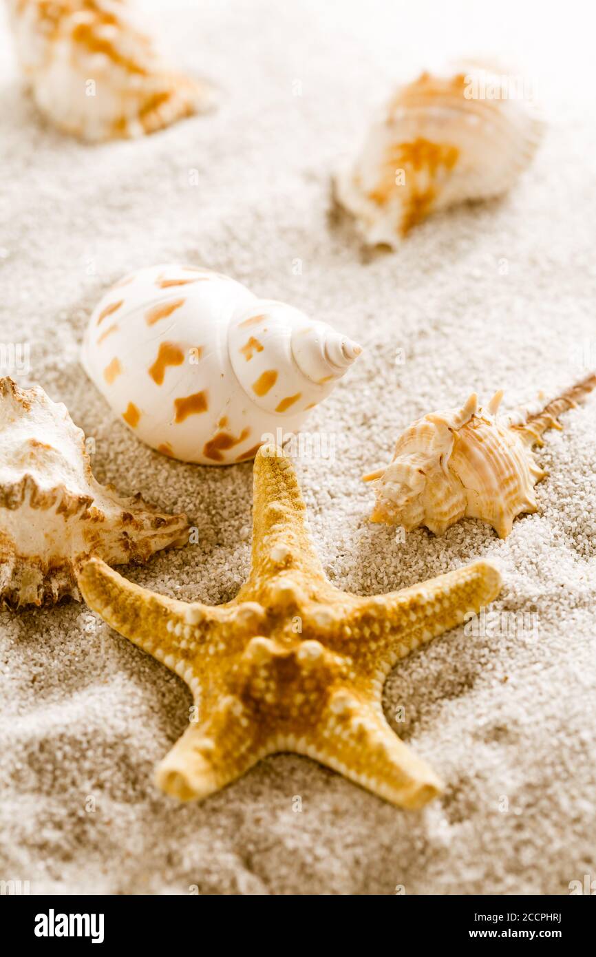 Assortment of natural seashells on sand. Concept of holiday, beach and ...