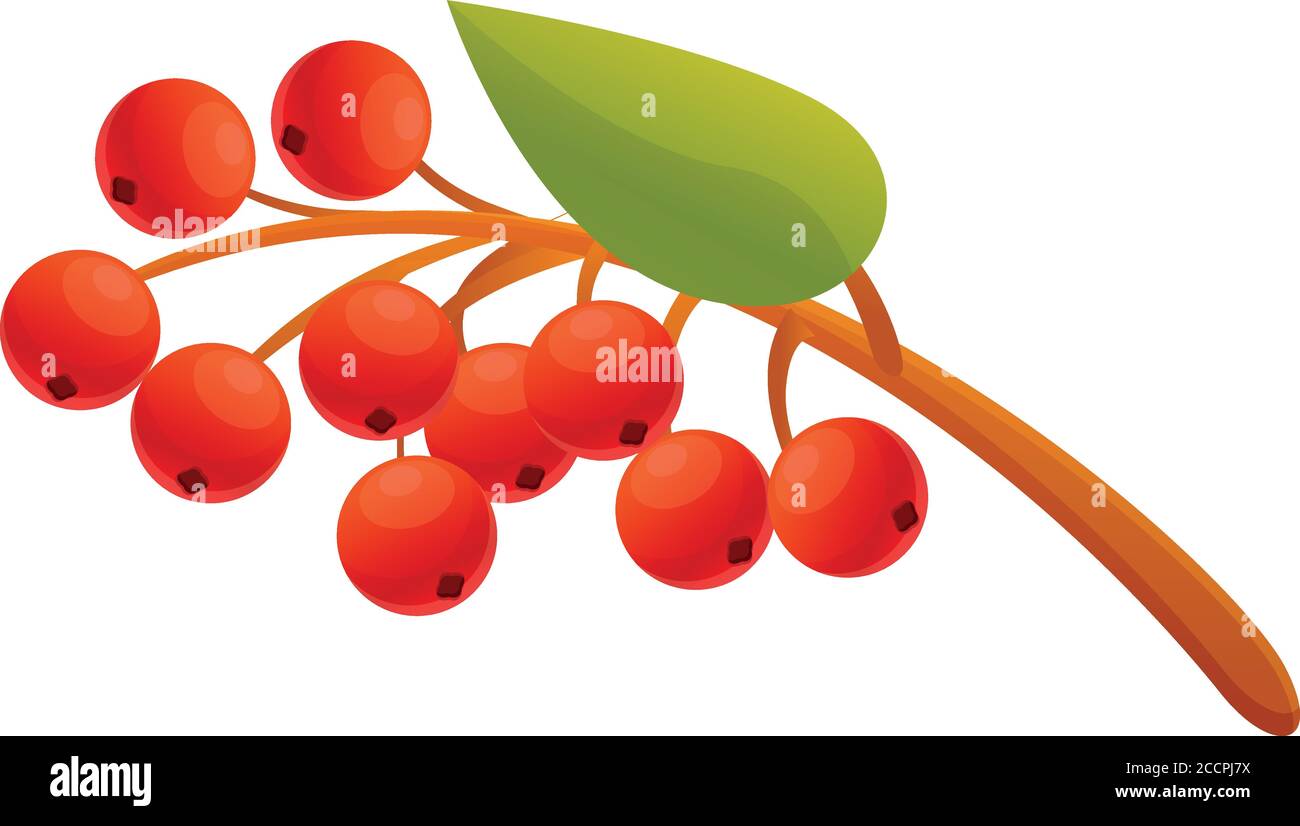 Rowan food icon. Cartoon of rowan food vector icon for web design ...
