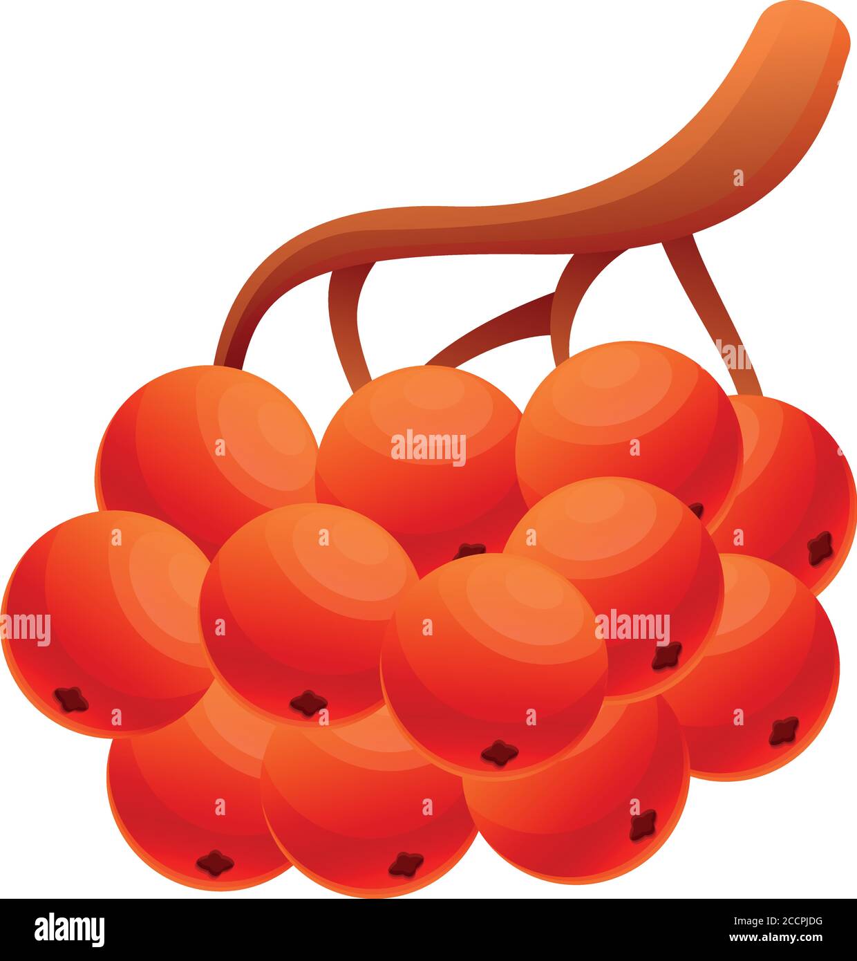 Rowan tree branch icon. Cartoon of rowan tree branch vector icon for ...