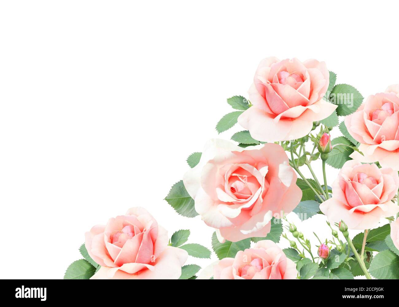 Branch of rose with pink flowers. Isolated on white background Stock ...