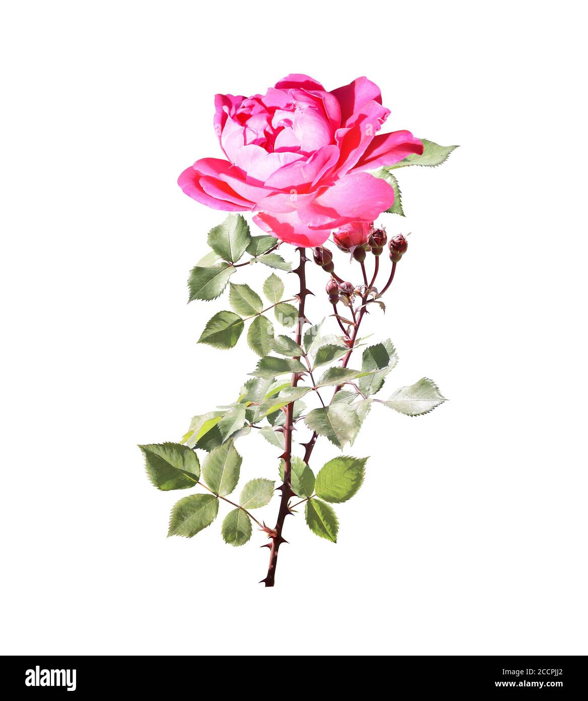 Branch of rose with red flowers. Isolated on white background Stock ...