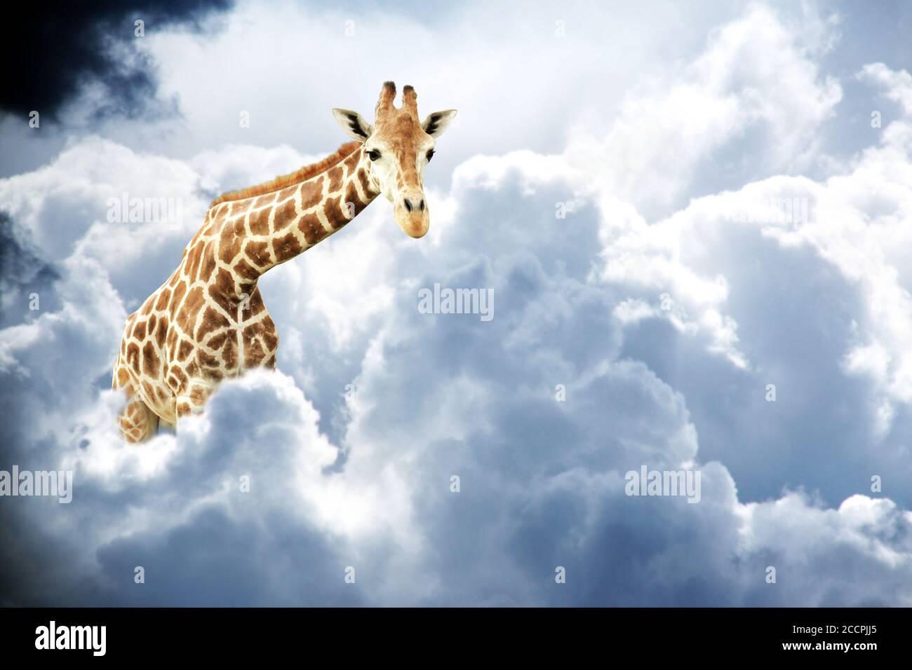 Giraffe above stormy clouds. Cute giraffe in the sky. Fantastic scene ...