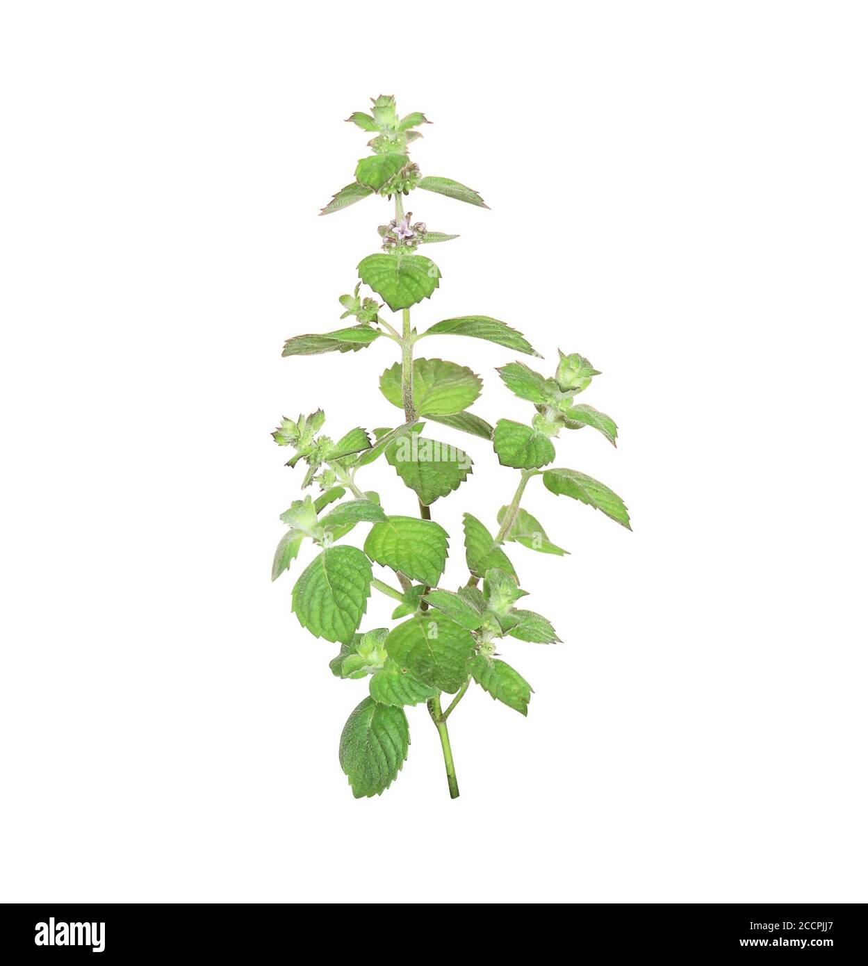 Branch of peppermint with green leaves. Sprig of mint. Isolated on ...