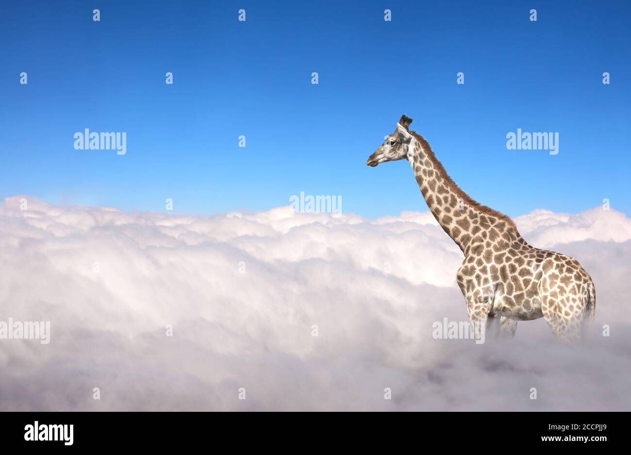 Giraffe above clouds. Cute giraffe in the sky. Fantastic scene with ...