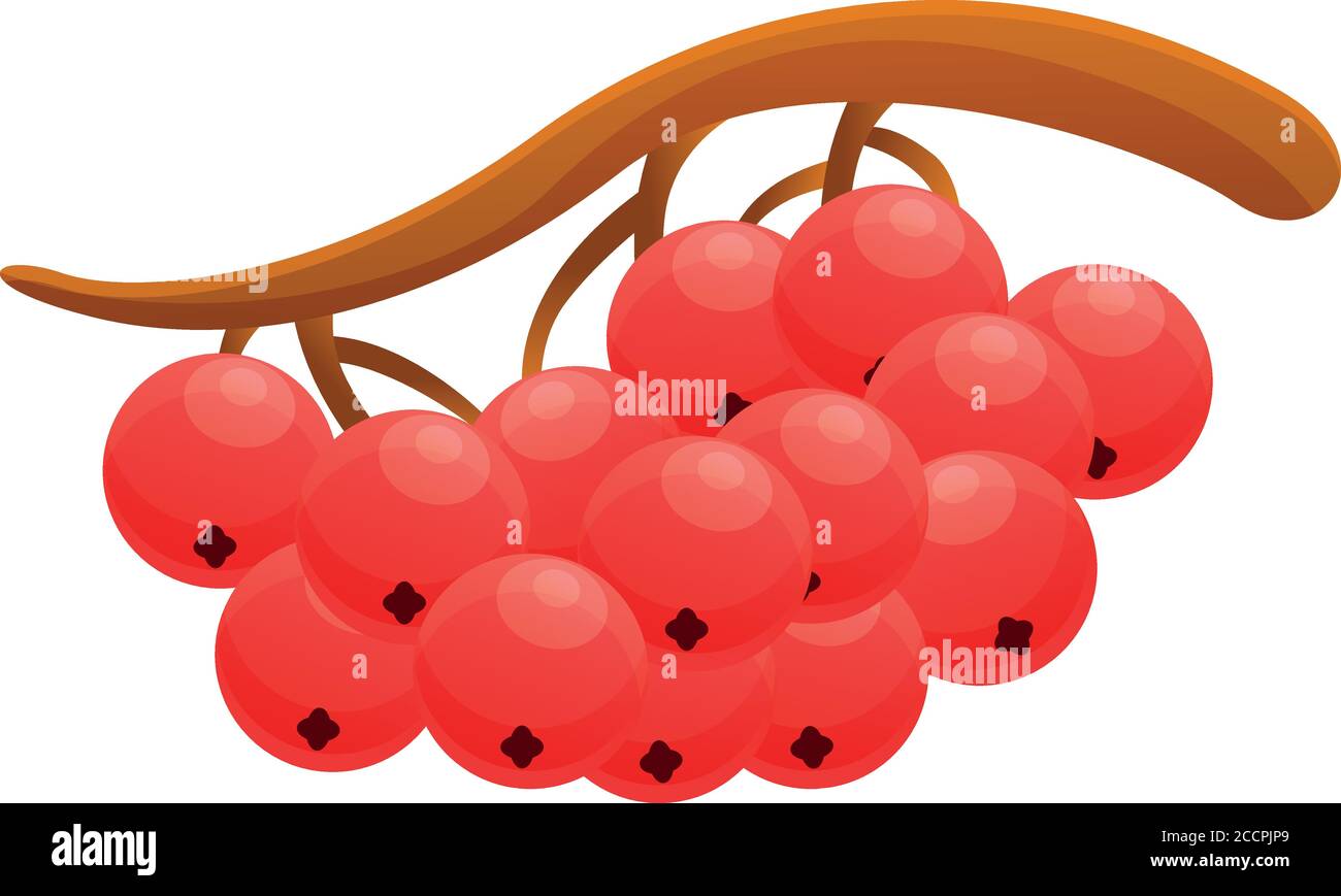 Red rowan icon. Cartoon of red rowan vector icon for web design ...