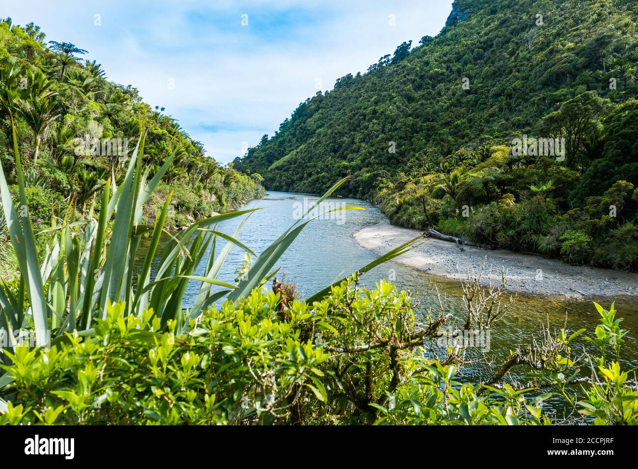 A wide river flows through a lush temperate rainforest covered with ...