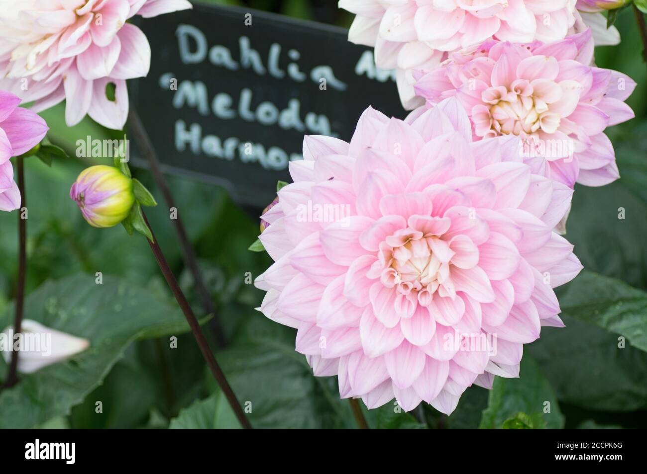 Dahlia "Melody Harmony" at RHS WIsley, Surrey Stock Photo - Alamy