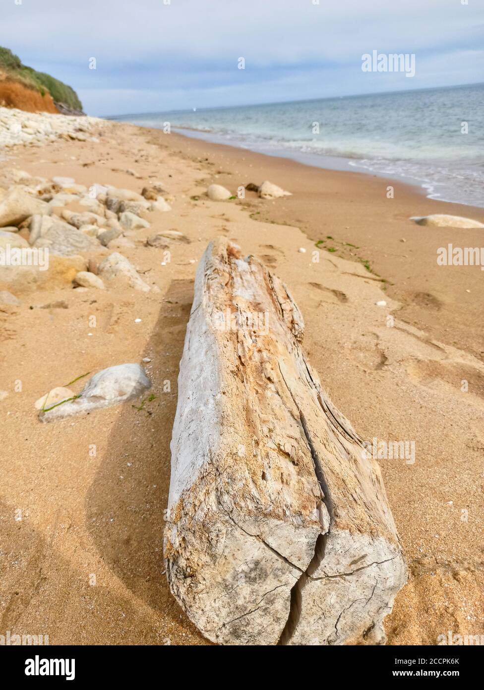 tree trunk on a beach in summer Stock Photo - Alamy