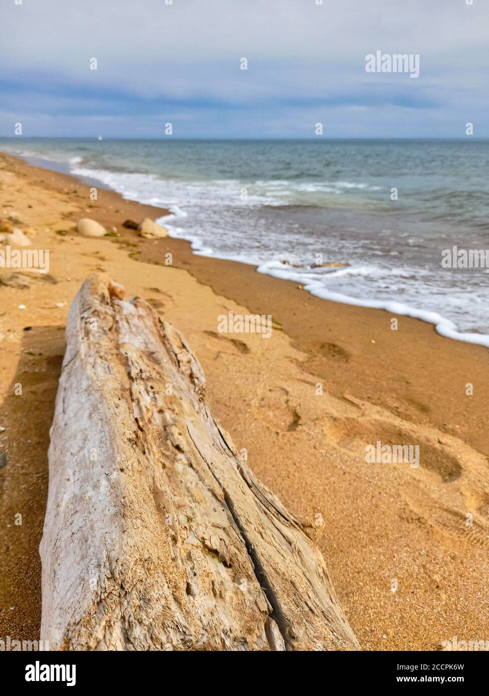 tree trunk on a beach in summer Stock Photo - Alamy