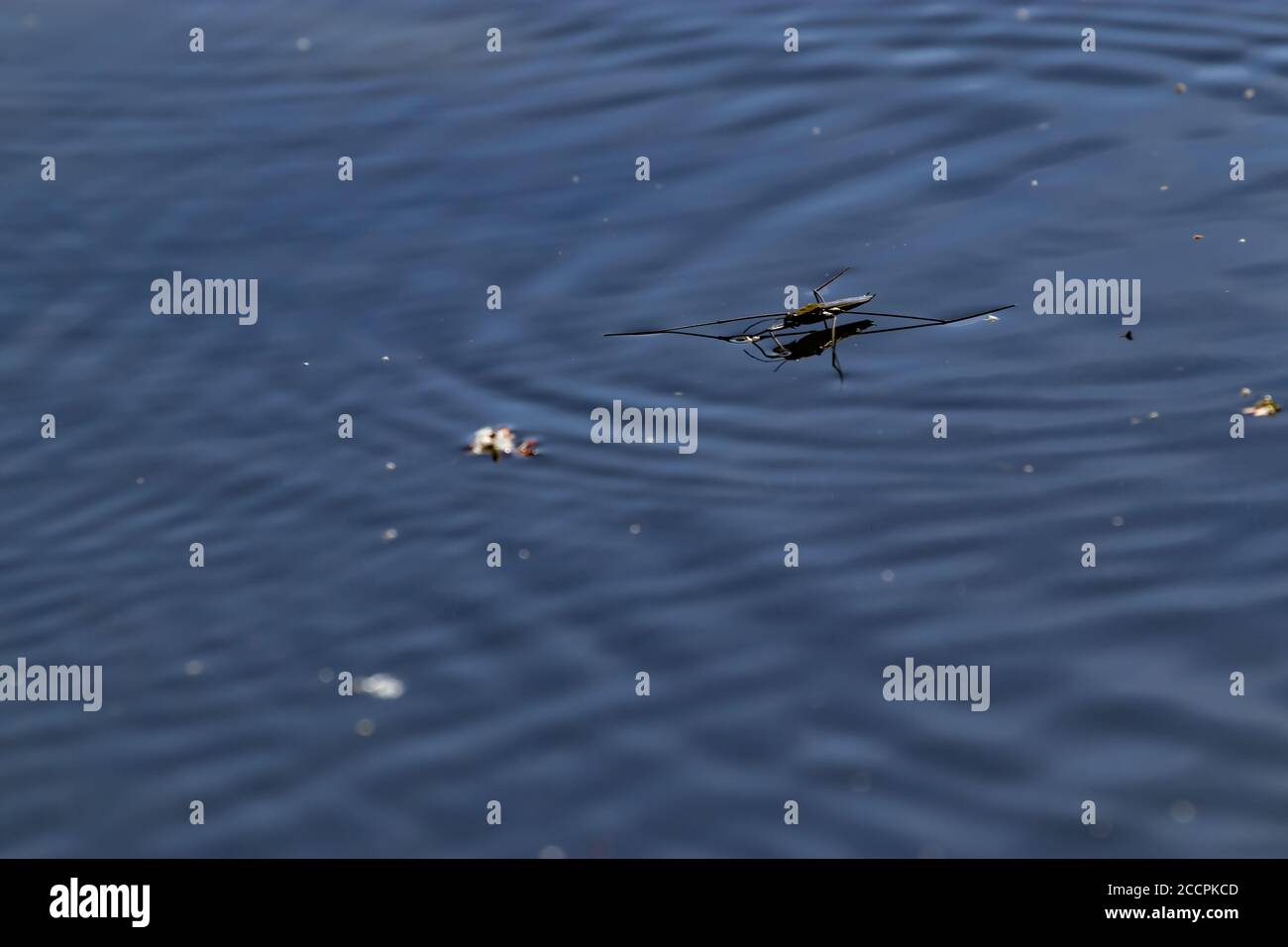 Water and Insects Stock Photo - Alamy