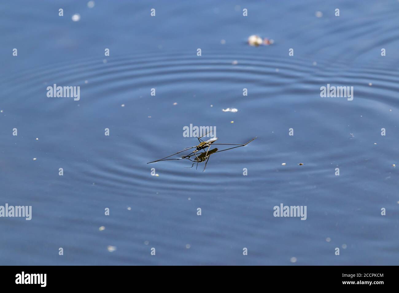 Water and Insects Stock Photo - Alamy