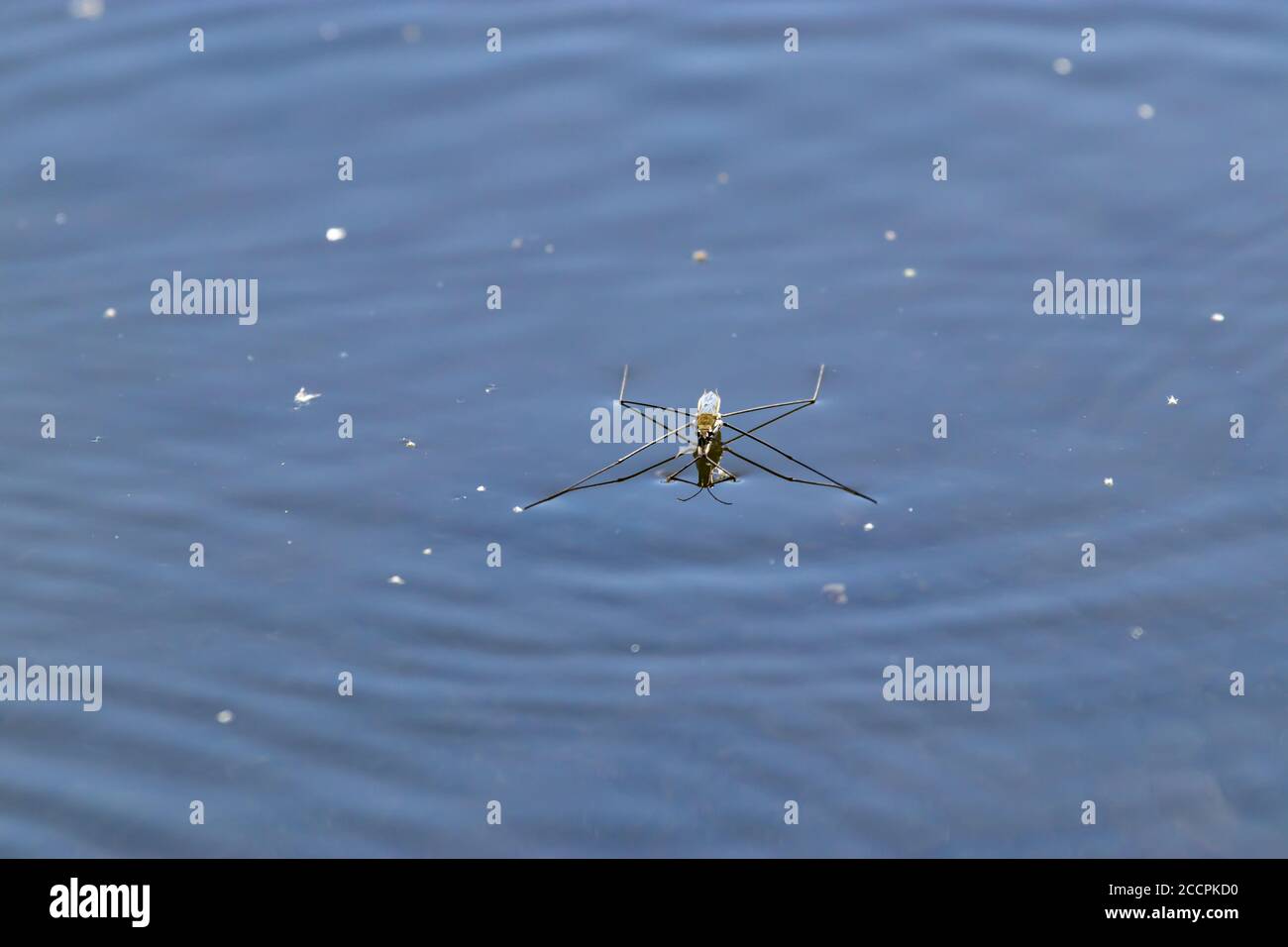 Water and Insects Stock Photo - Alamy