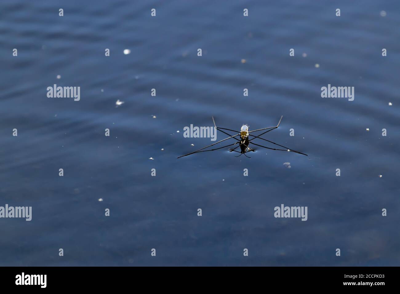 Water and Insects Stock Photo - Alamy