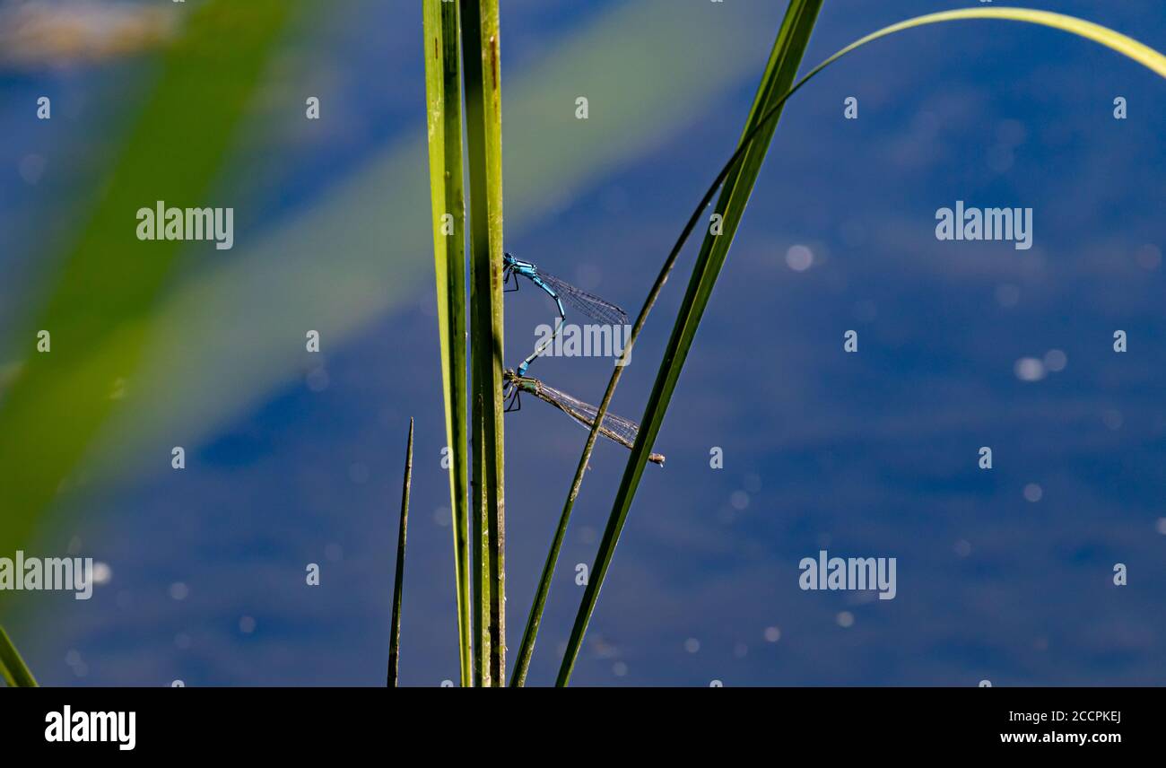 Water and Insects Stock Photo - Alamy