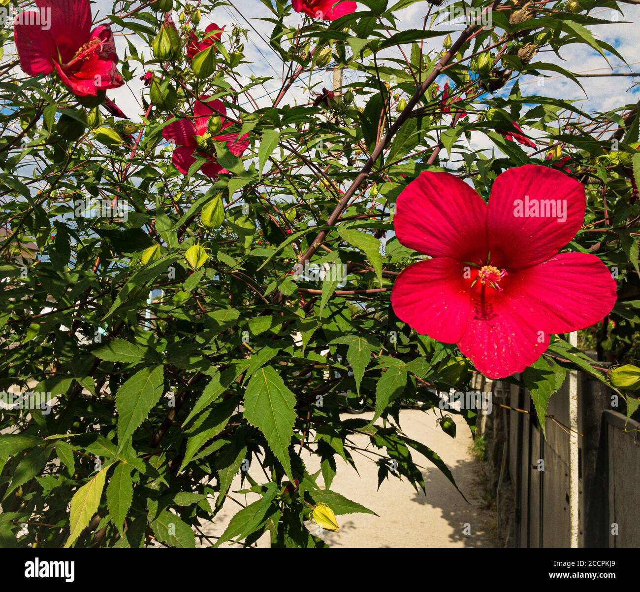 big bush of the Hibiscus Red Stock Photo - Alamy
