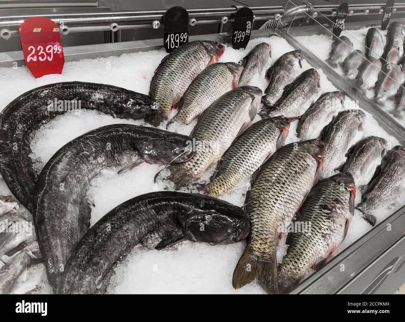 fresh catfish, carp, rainbow trout in fish market Stock Photo - Alamy