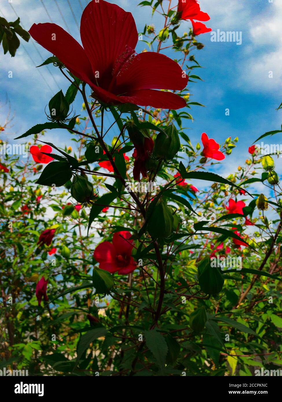 big bush the Hibiscus Red Stock Photo - Alamy