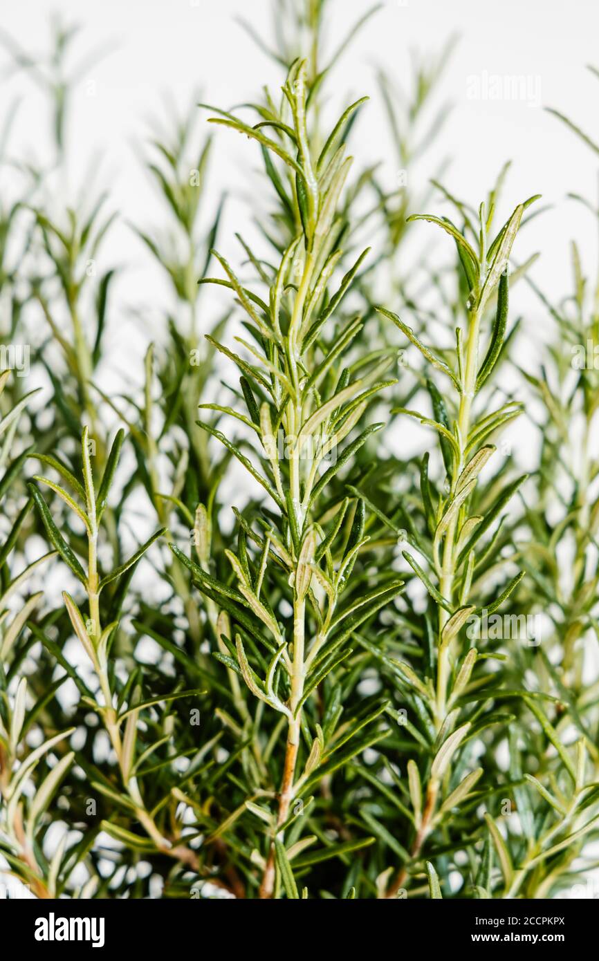 Rosemary stems hi-res stock photography and images - Alamy