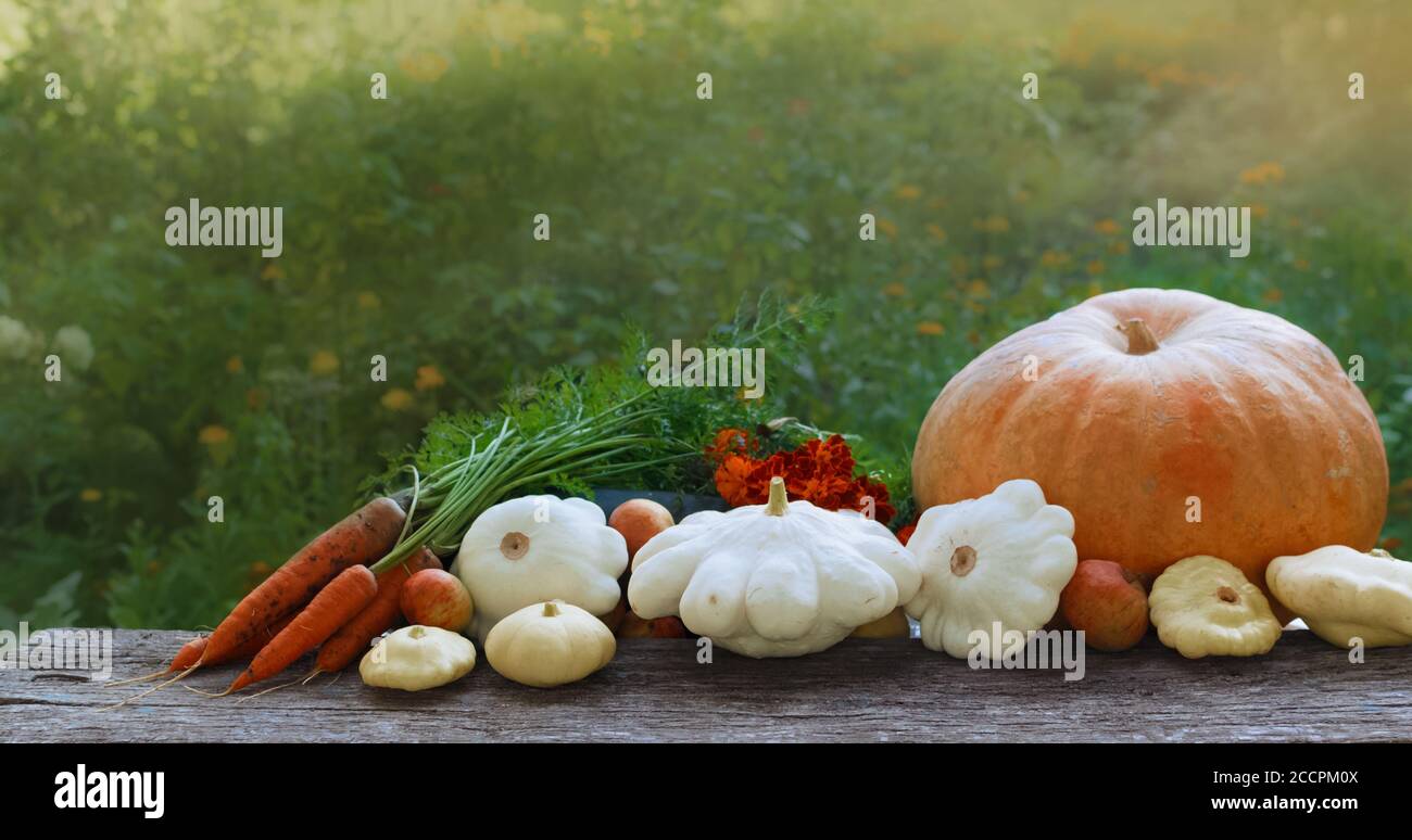 Harvest. Autumn festival. Garden and vegetable garden.Pumpkin, squash ...