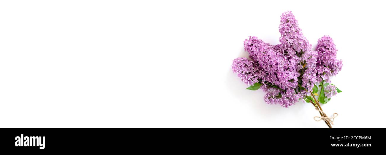 Banner with bouquet of lilac flowers on a white background. Creative ...