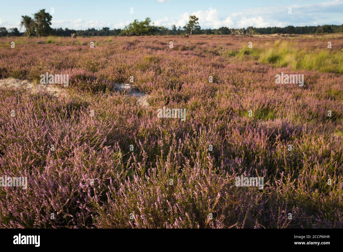Blooming heath at Strabrechtse Heide, province Noord-Brabant in the ...