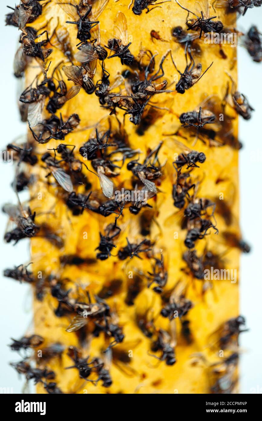 Sticky flypaper with glued flies, trap for flies or fly-killing device ...