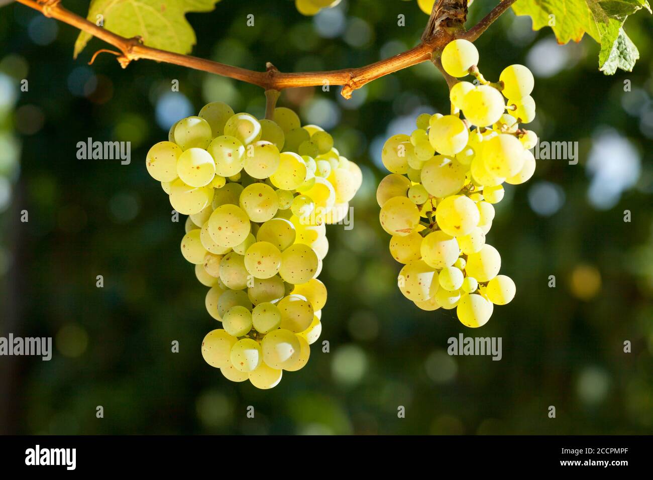 Viticulture sunset white grapes hi-res stock photography and images - Alamy