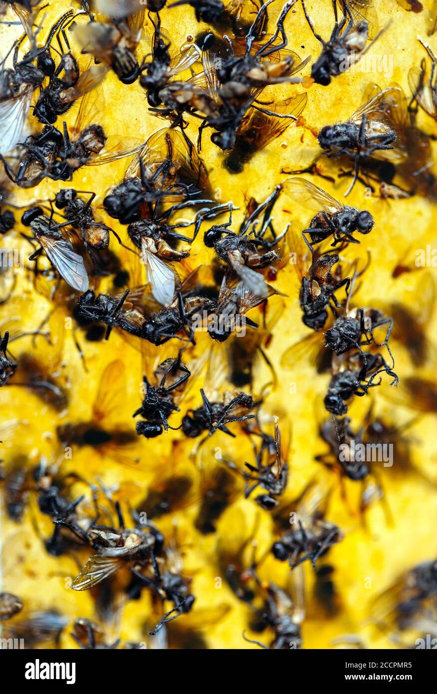 Sticky flypaper with glued flies, trap for flies or fly-killing device ...