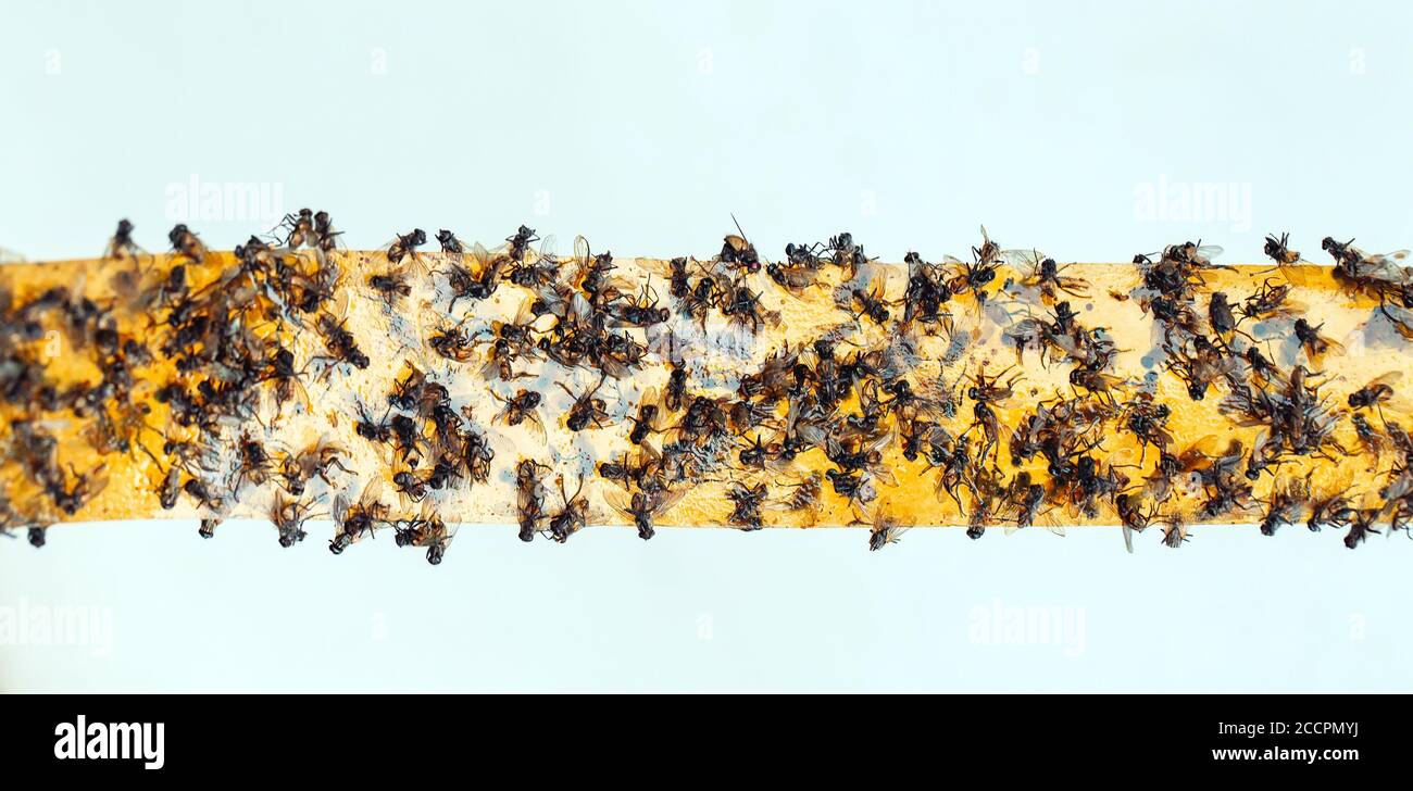 Sticky flypaper with glued flies, trap for flies or fly-killing device ...